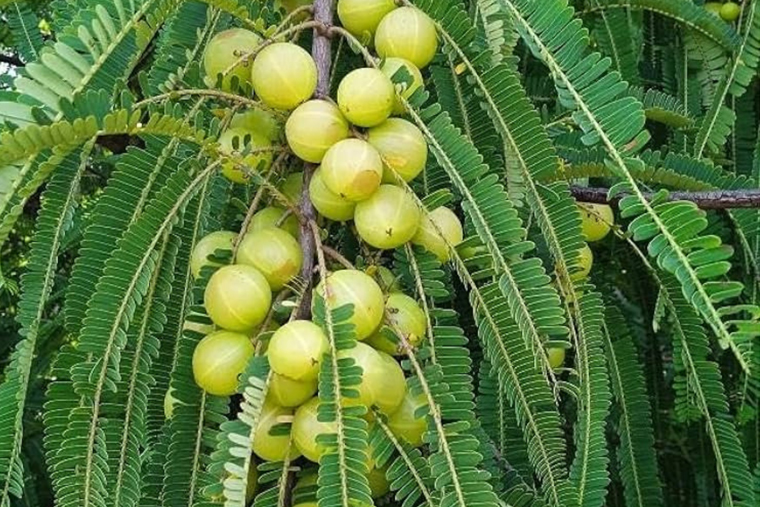 Ayurvedic & Medicinal Plants - Arber Ayurveda